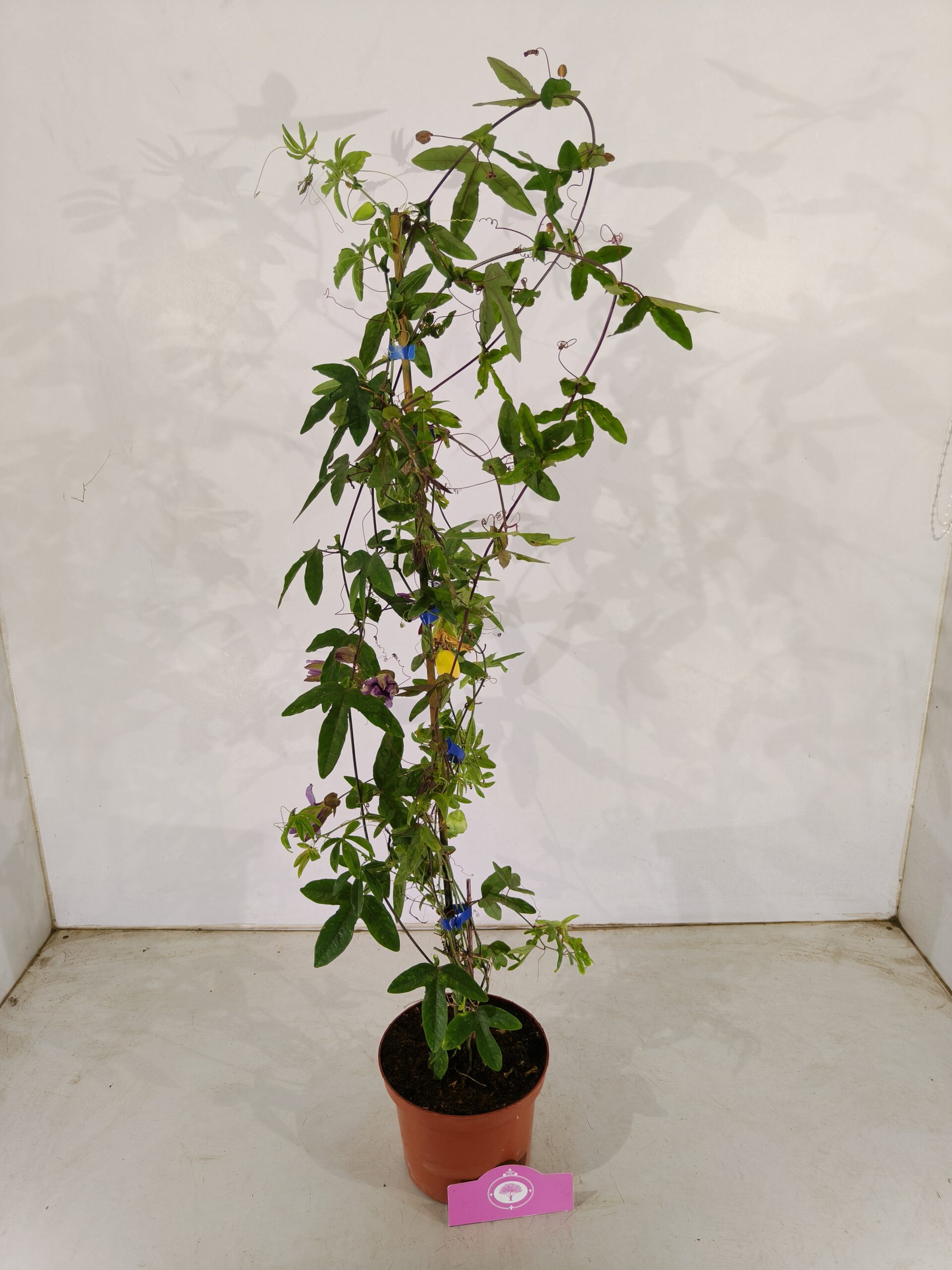 Passiflora caerulea 'tricolor', Passiflore tricolore - Hauteur 45-50cm ...