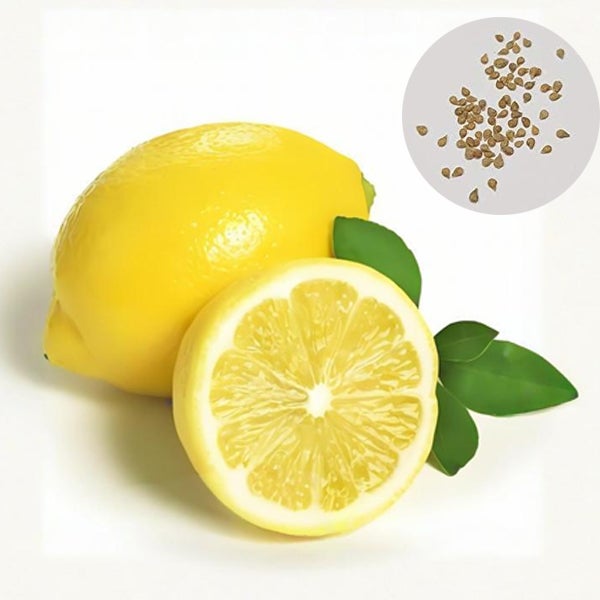 20 Graines de Citron - Facile à Cultiver en Pot - Plante d'Intérieur et ...