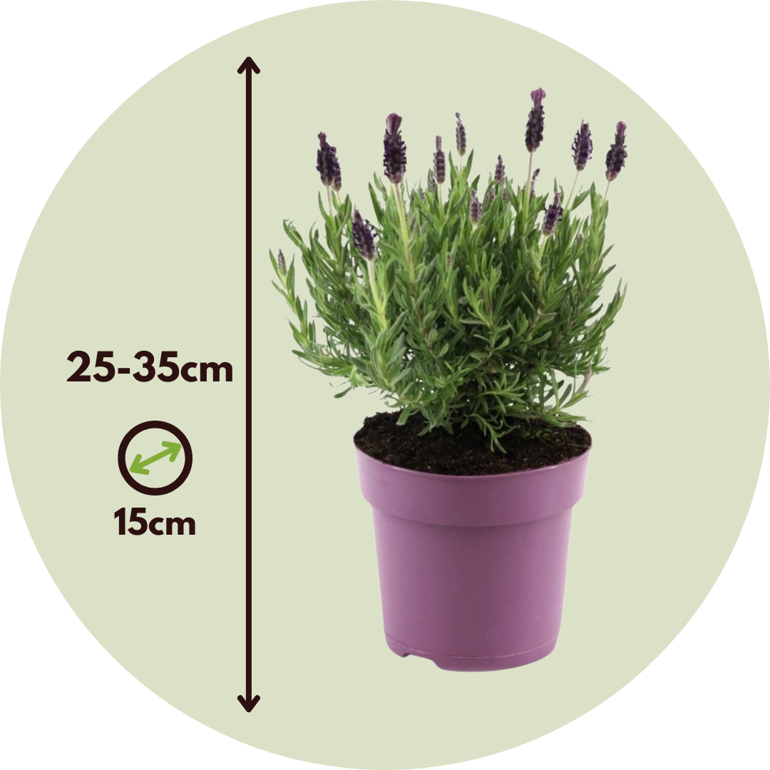 Árbol de lavanda - Lavandula stoechas 'Anouk' - Altura 25-35cm - ⌀15cm | Leroy Merlin
