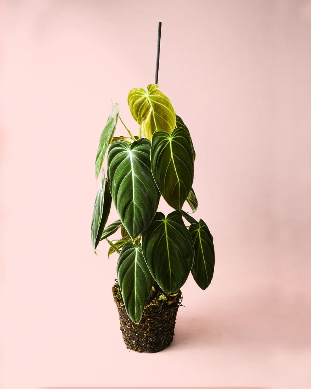 Philodendron Melanochrysum | Planta Natural Interior | Pur Plant ...