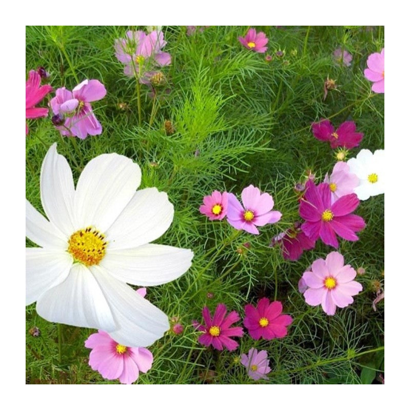 100 Graines de Cosmos Blanc Rose et Rouge fleurs méthode BIO | Leroy Merlin