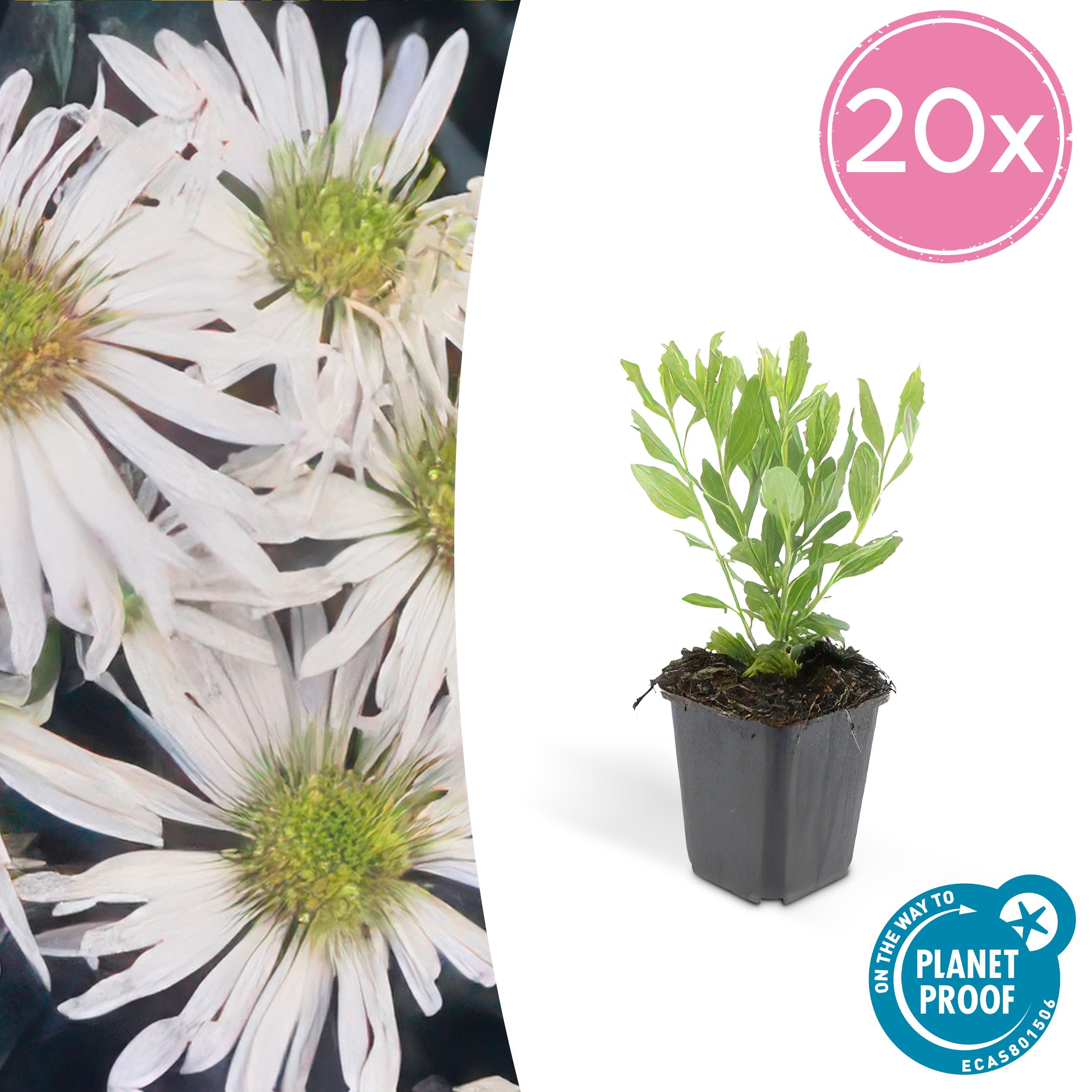 20x Pianta Aster ageratoides 'Ashvi' - ↕10-25cm (altezza) - Ø9cm (diametro)– ComfortXL Green ...