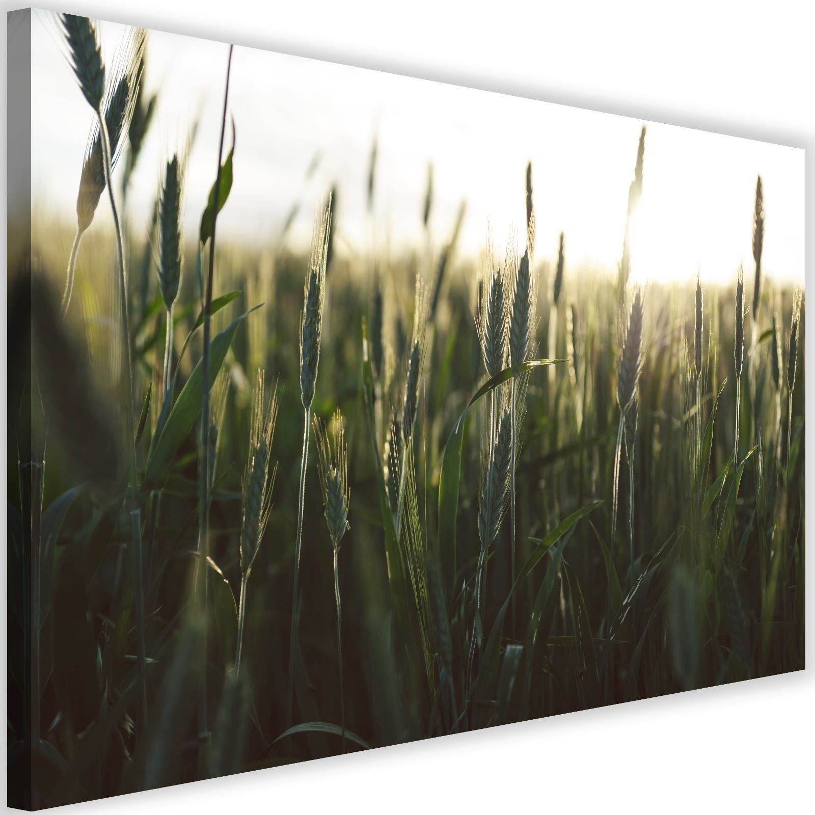 Tableau céréales au soleil | Leroy Merlin