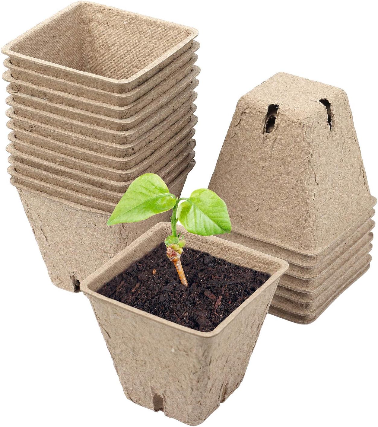 Pots de Culture 50 pièces en cellulose Hauteur : 6 cm Pot de Culture ...