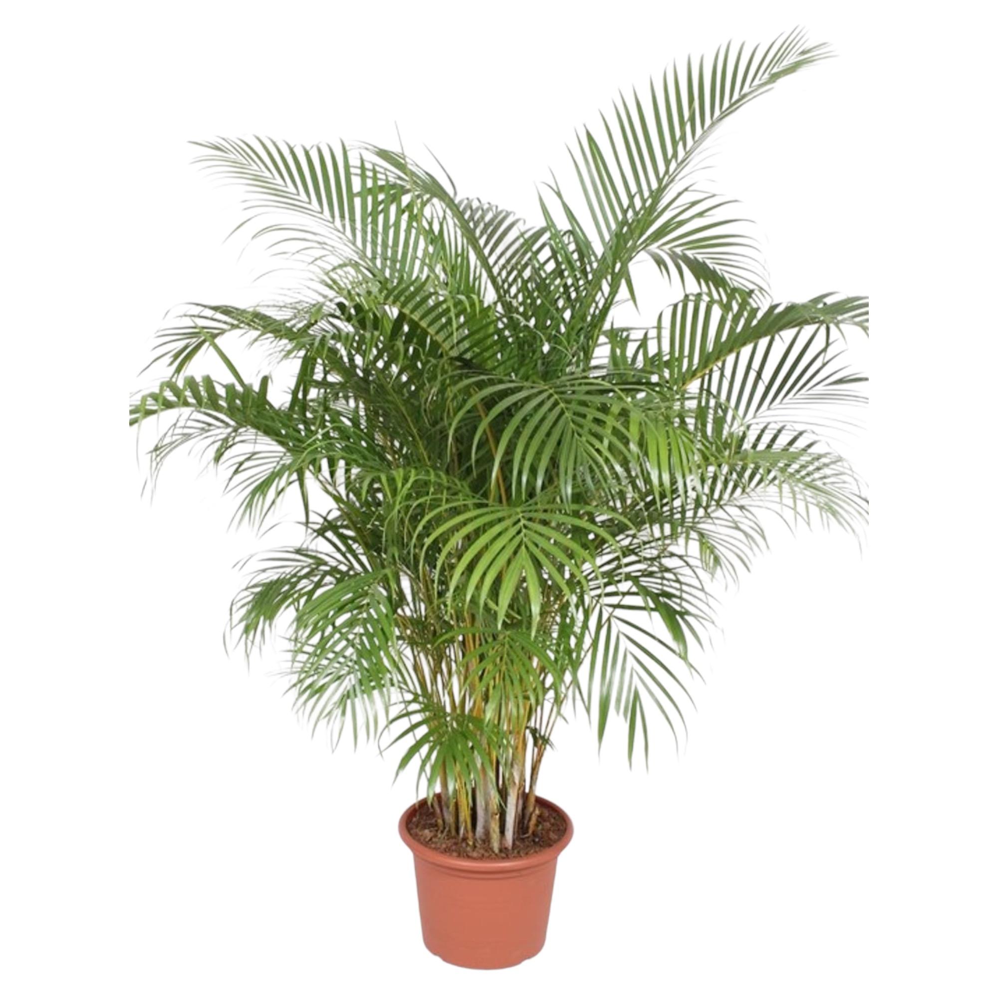 Palmera Dypsis Lutescens (Areca) – 200 cm – Ø40 cm– MOSELOTA Green ...
