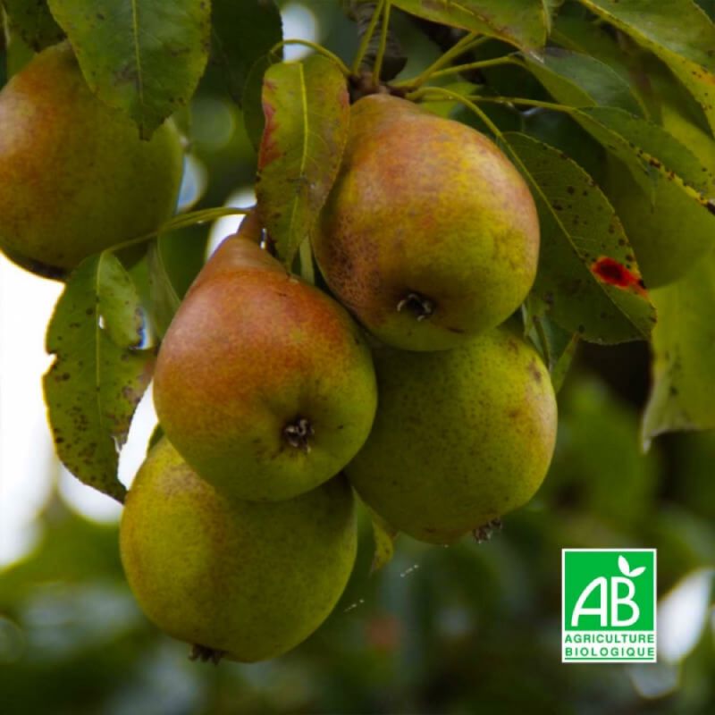 Poirier 'Williams' BIO (Pyrus communis 'Williams') - Scion de 100cm ...