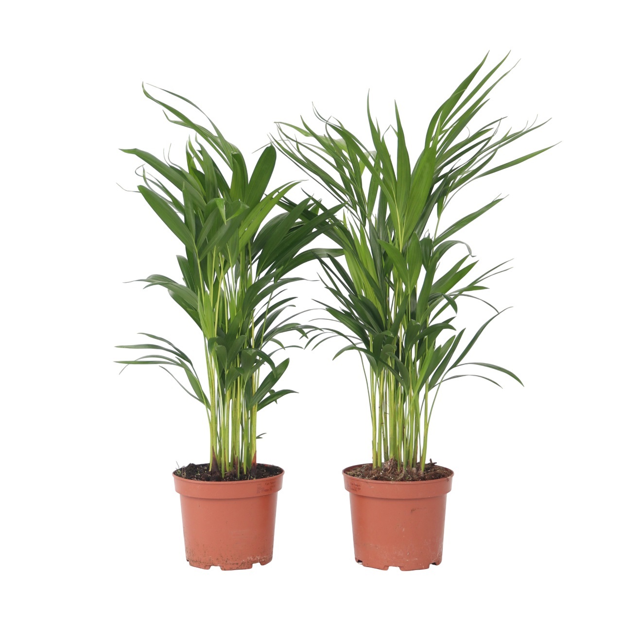 Palmier areca - Set de 2 - Dypsis lutescens - Hauteur 60-70cm - ⌀17cm ...