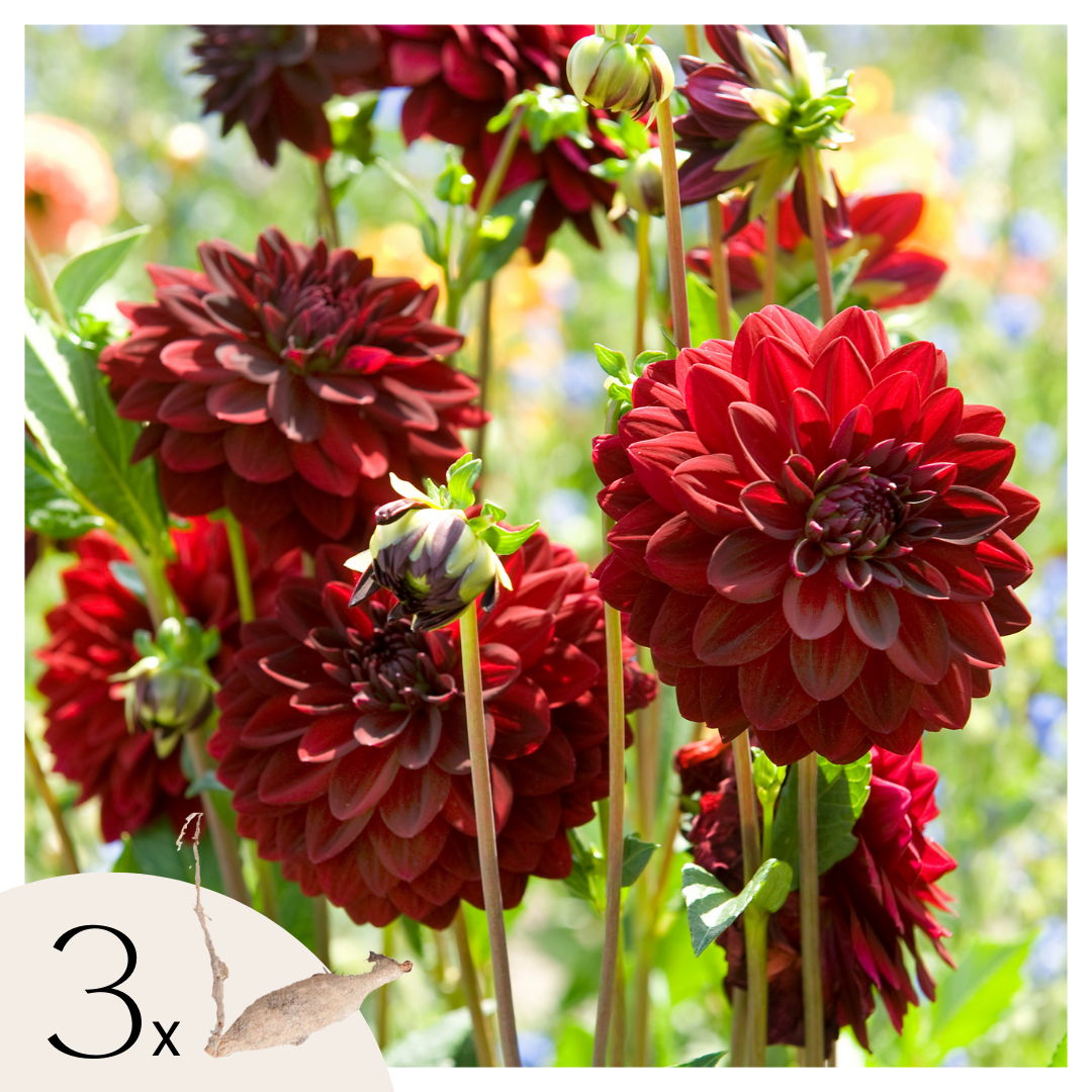Dahlias - Set de 3 - Dahlia 'Arabian Night' - Bulbes à fleurs - Rouge ...