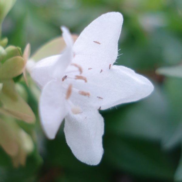 Abélia à grandes fleurs 'Francis Mason' Pot de 3L/4L | Leroy Merlin