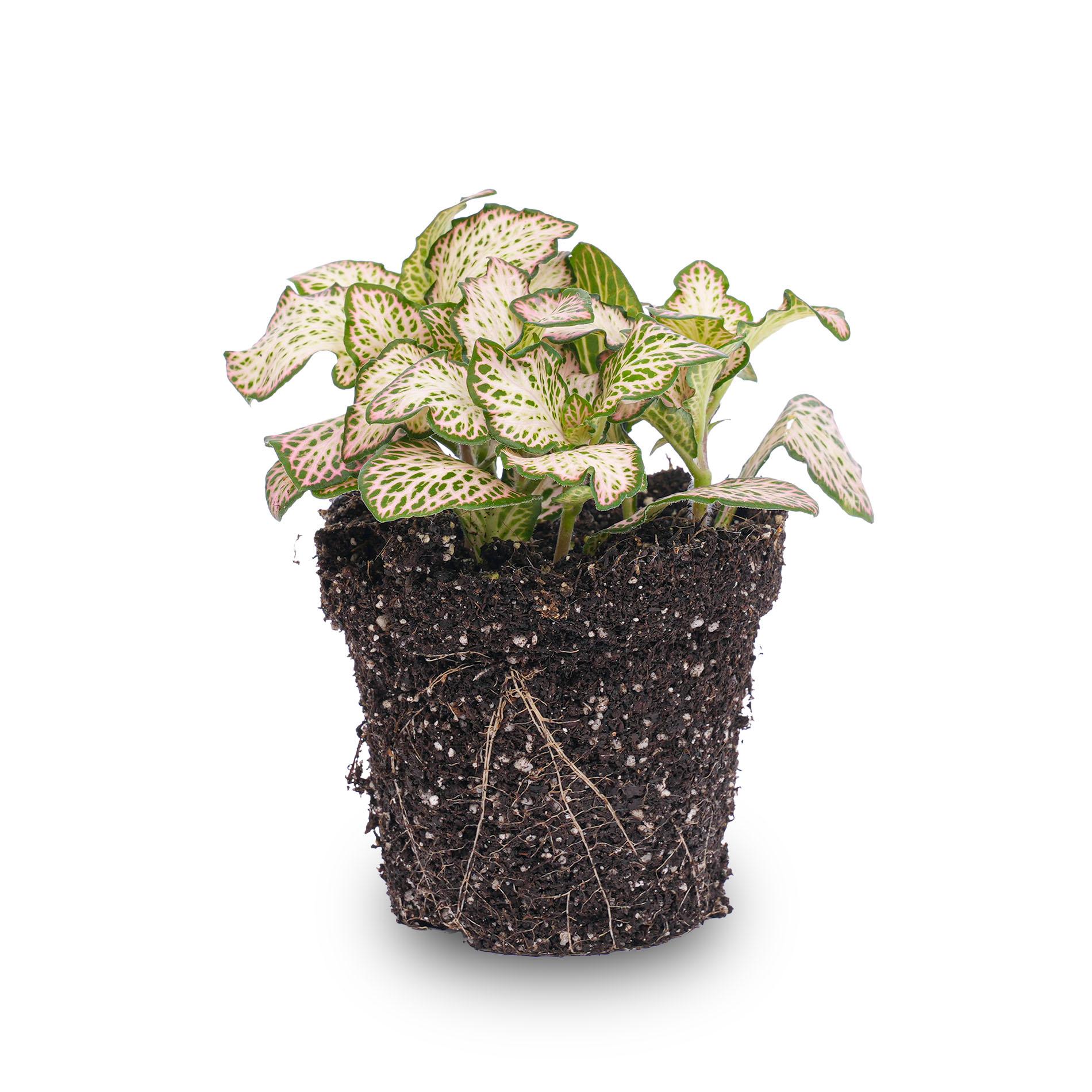 Fittonia Pink Tiger – Planta Mosaico Rosa, Blanca y Verde – Planta ...