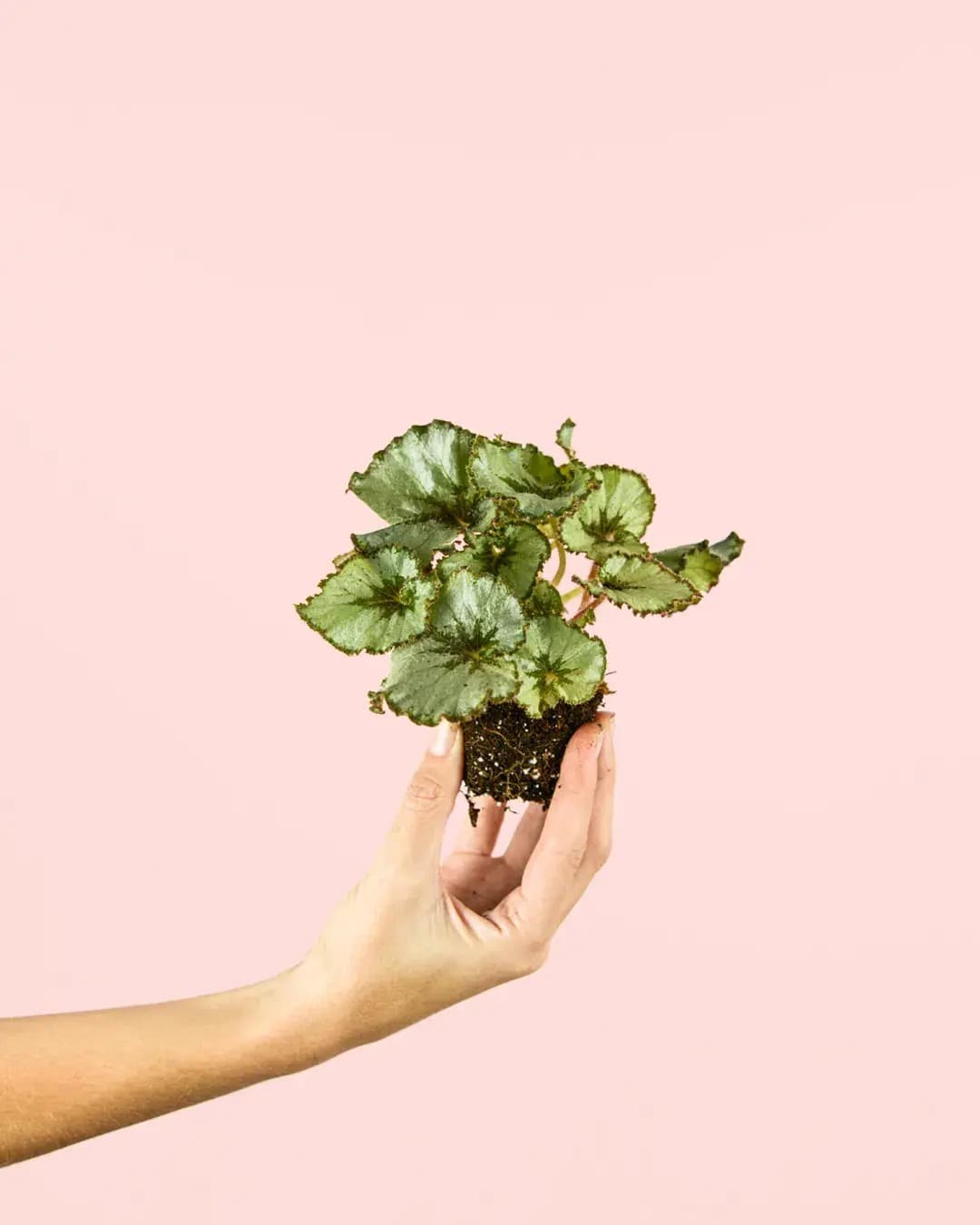 Begonia Rex Mint | Mini Plantas Naturales Interior | Pur Plant | Leroy ...