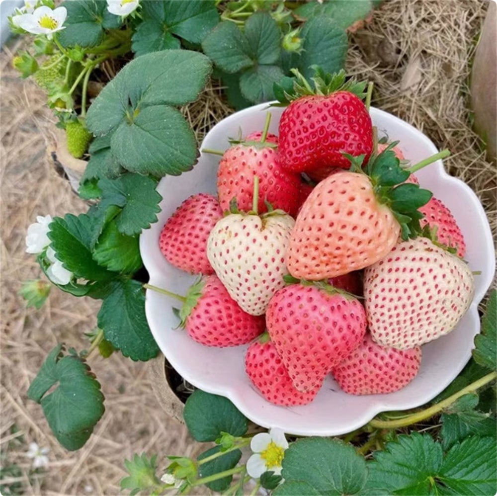 [200 pièces] Graines de fraises crème de qualité supérieure - Taux de ...