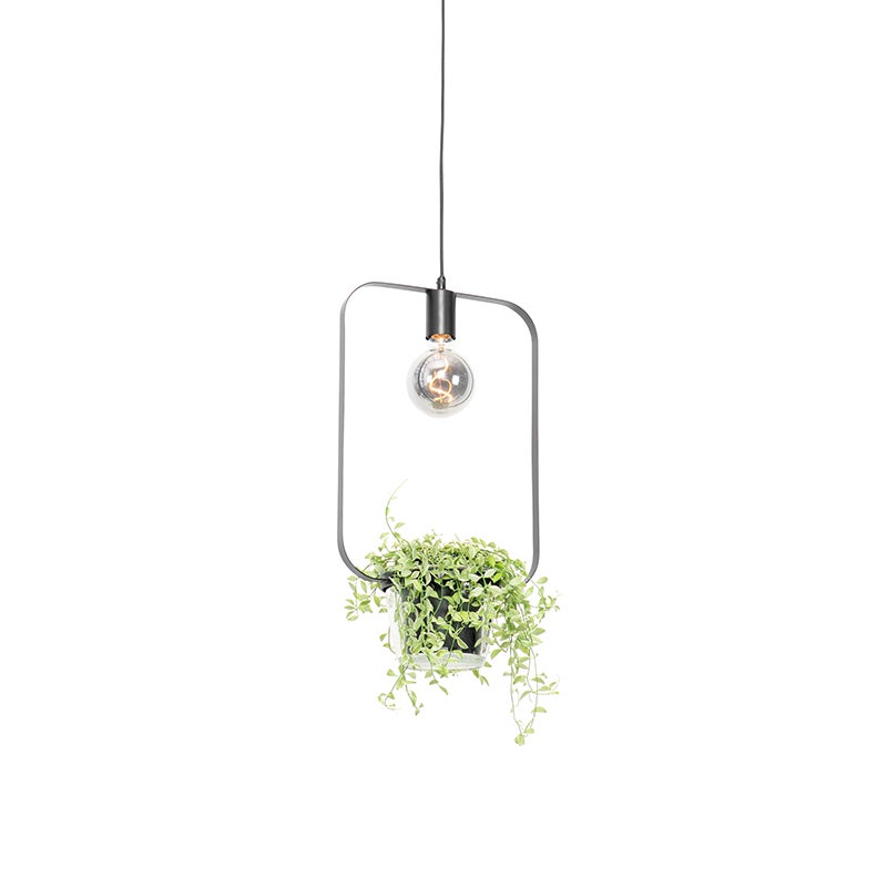 Suspension roslini - 1 lumière - L 35 cm - Noir - Moderne - Éclairage ...