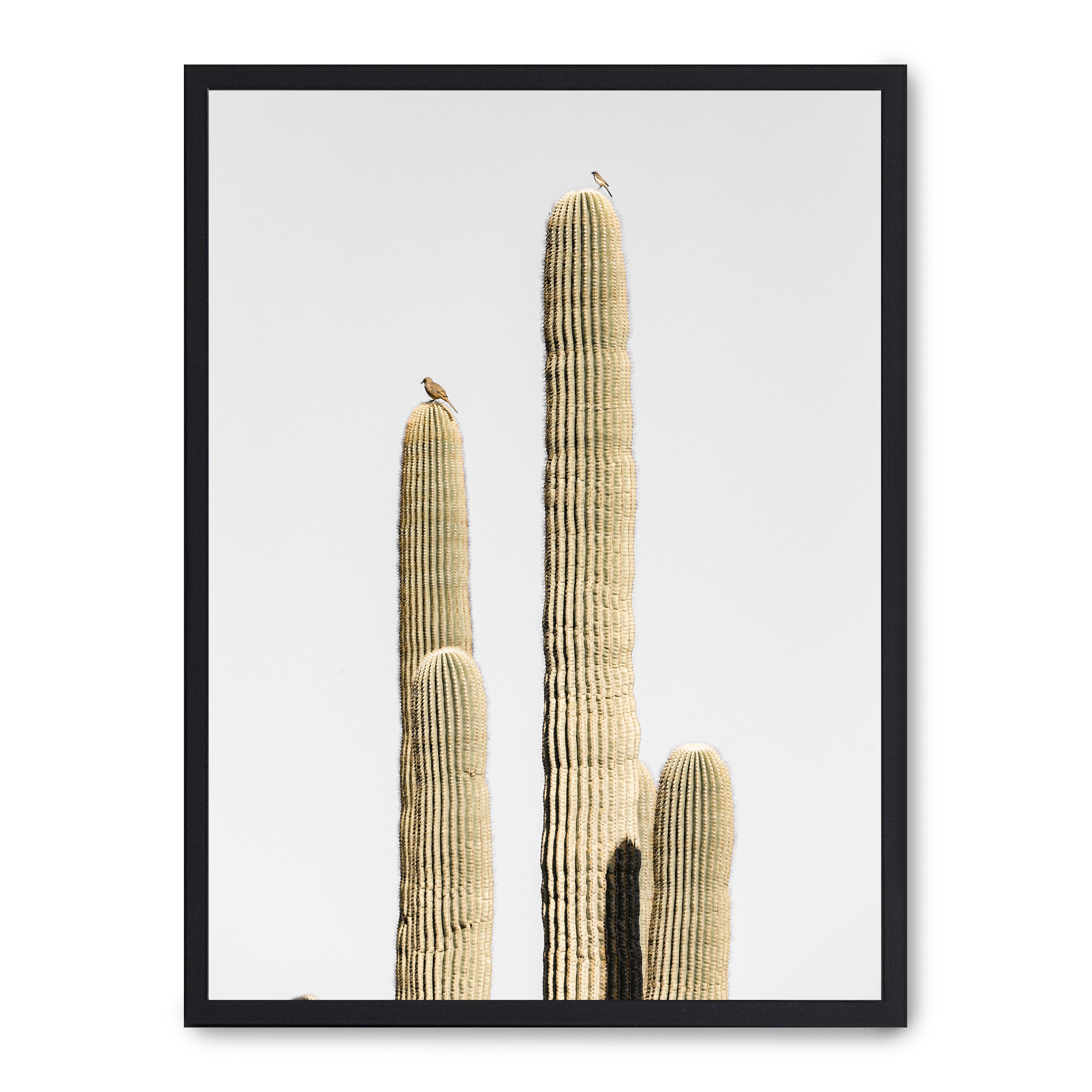 Cuadro Cactus saguaro II, marco negro, 50x70 cm | Leroy Merlin