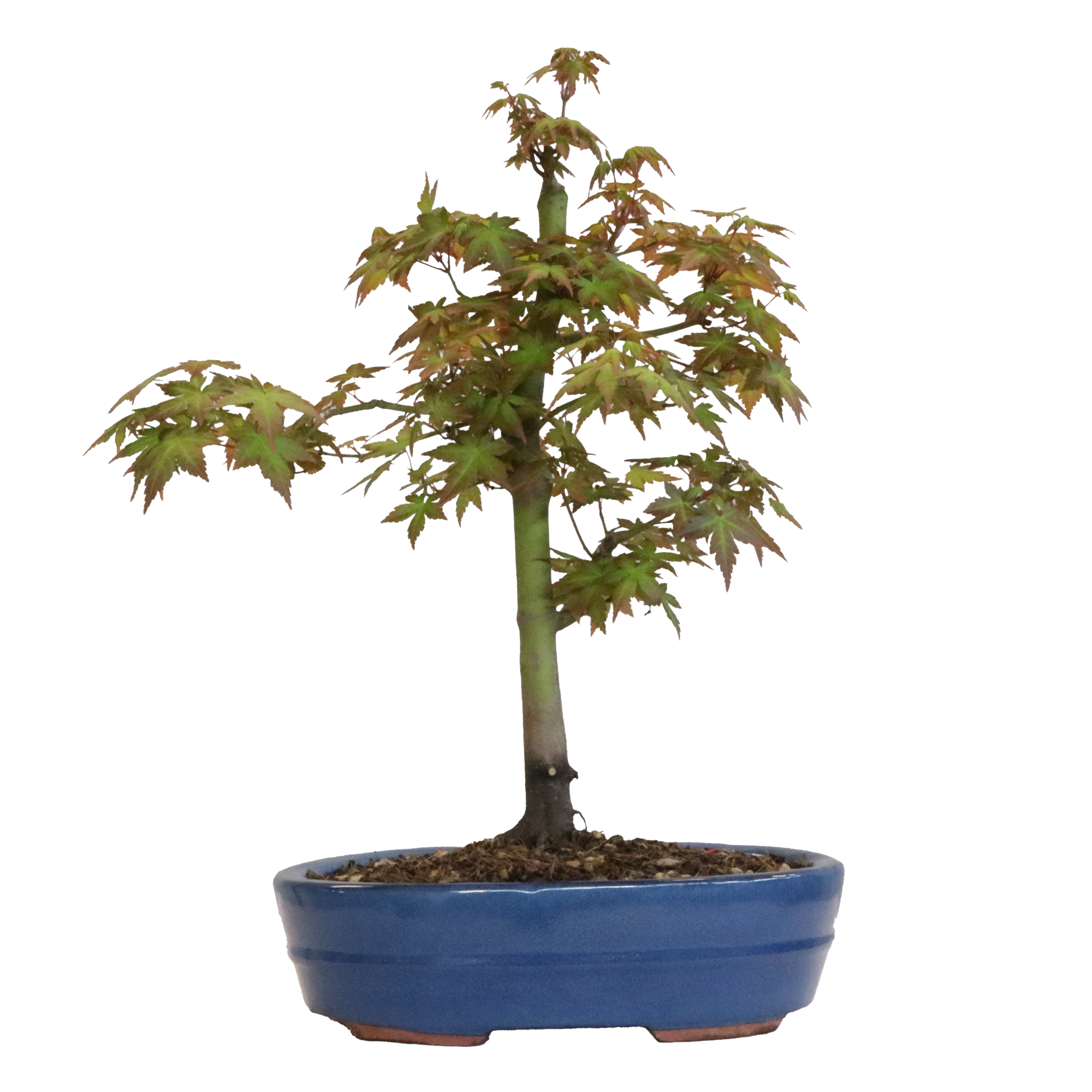 KENTIS - Érable du Japon - Acer Palmatum Katsura - Véritable Bonsaï ...