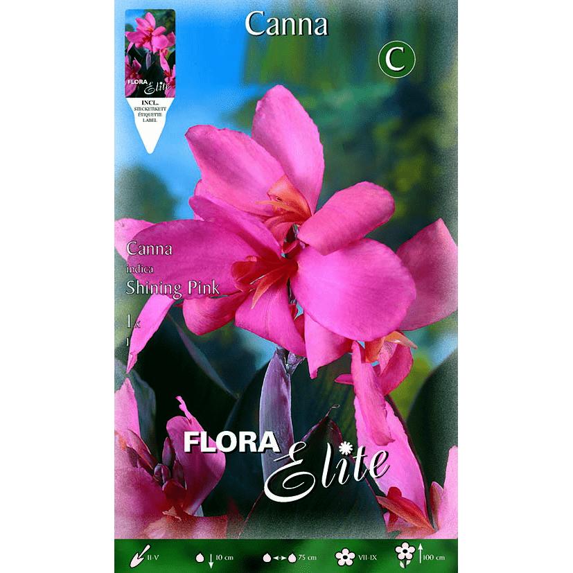 Bulbo Canna rosa hoja verde 1 | Leroy Merlin