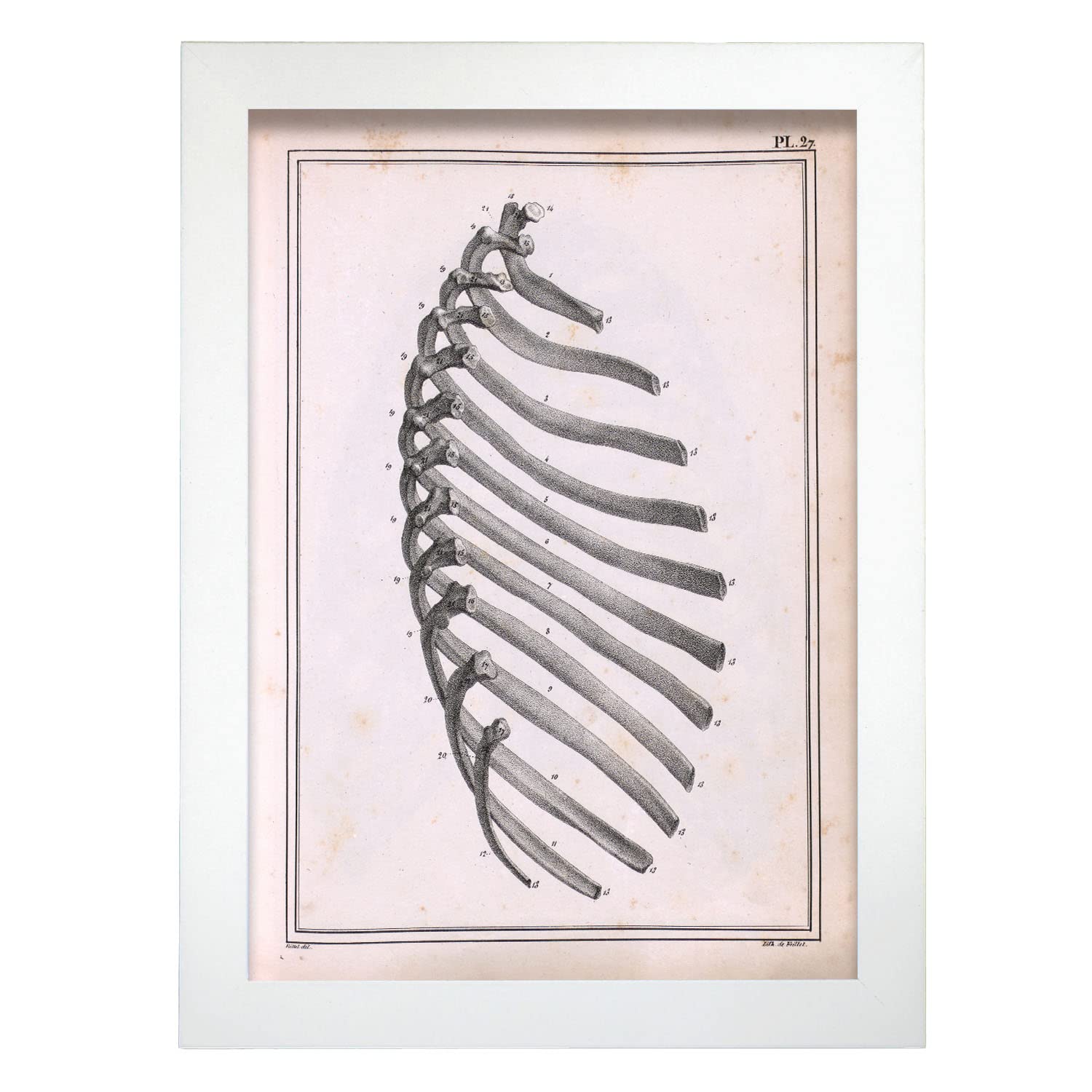 Nacnic Póster De Costillas Ilustraciones Decorativas De Anatomía Y ...