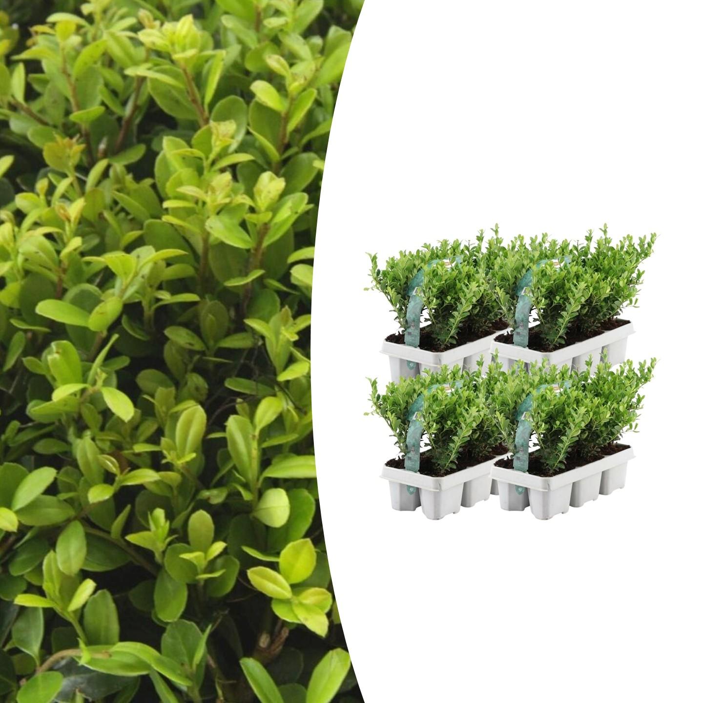 4×6 Ilex crenata 'Jenny' – Ø7 cm – H15 cm – Arbuste compact persistant ...