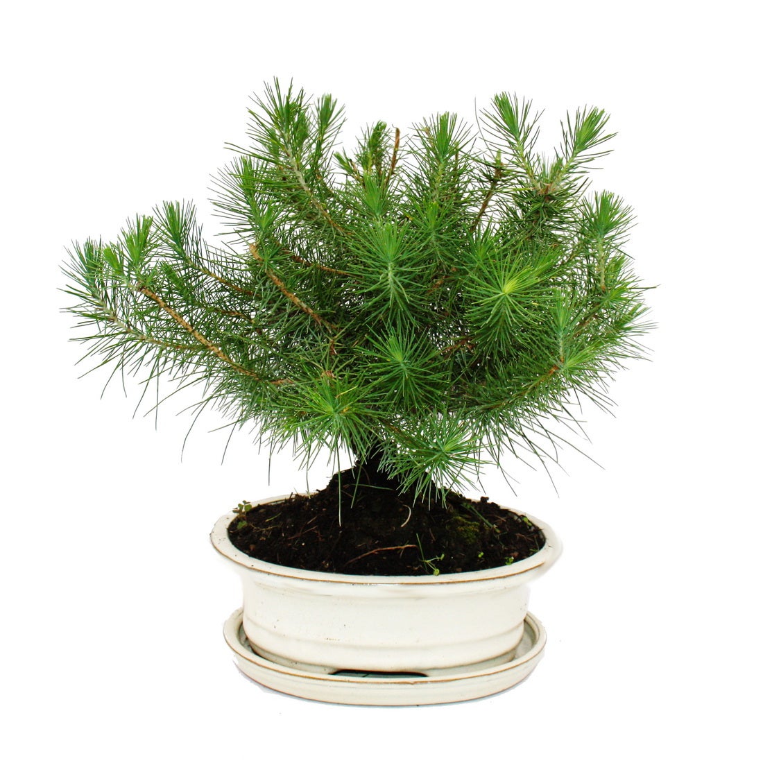Bonsai - Pinus halepensis - Pino d'Aleppo - 9 anni circa | Leroy Merlin