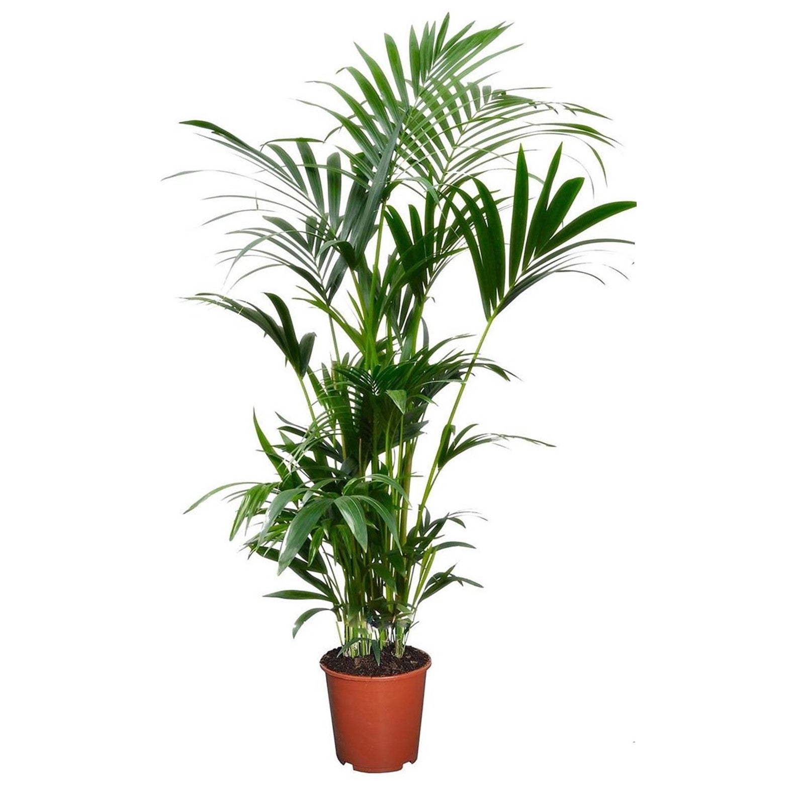 Plant in a Box - Howea forsteriana - Kentia - Palma da appartamento ...