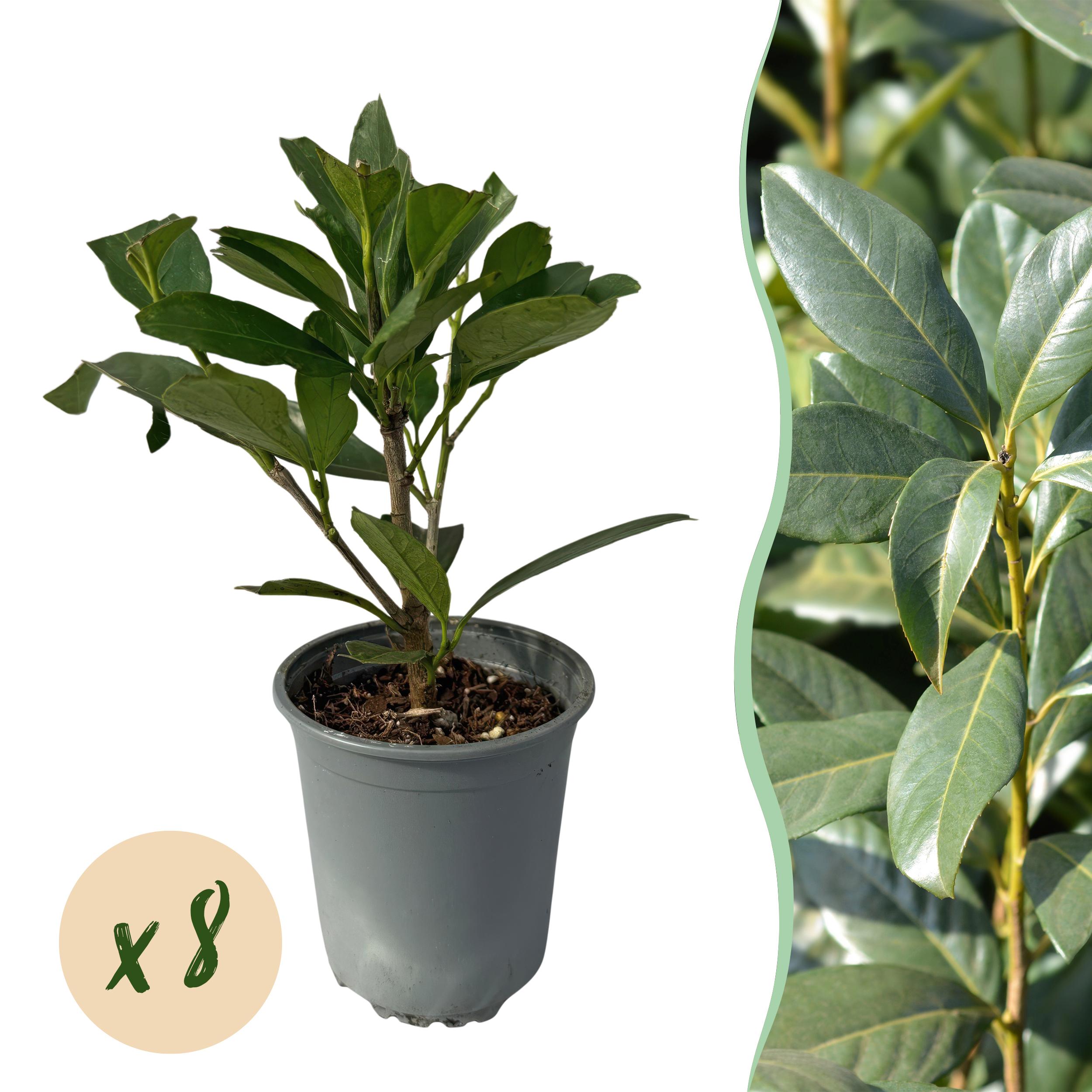 Prunus laurocerasus Caucasica – Haie persistante – 8 plantes – Pot 9 cm ...