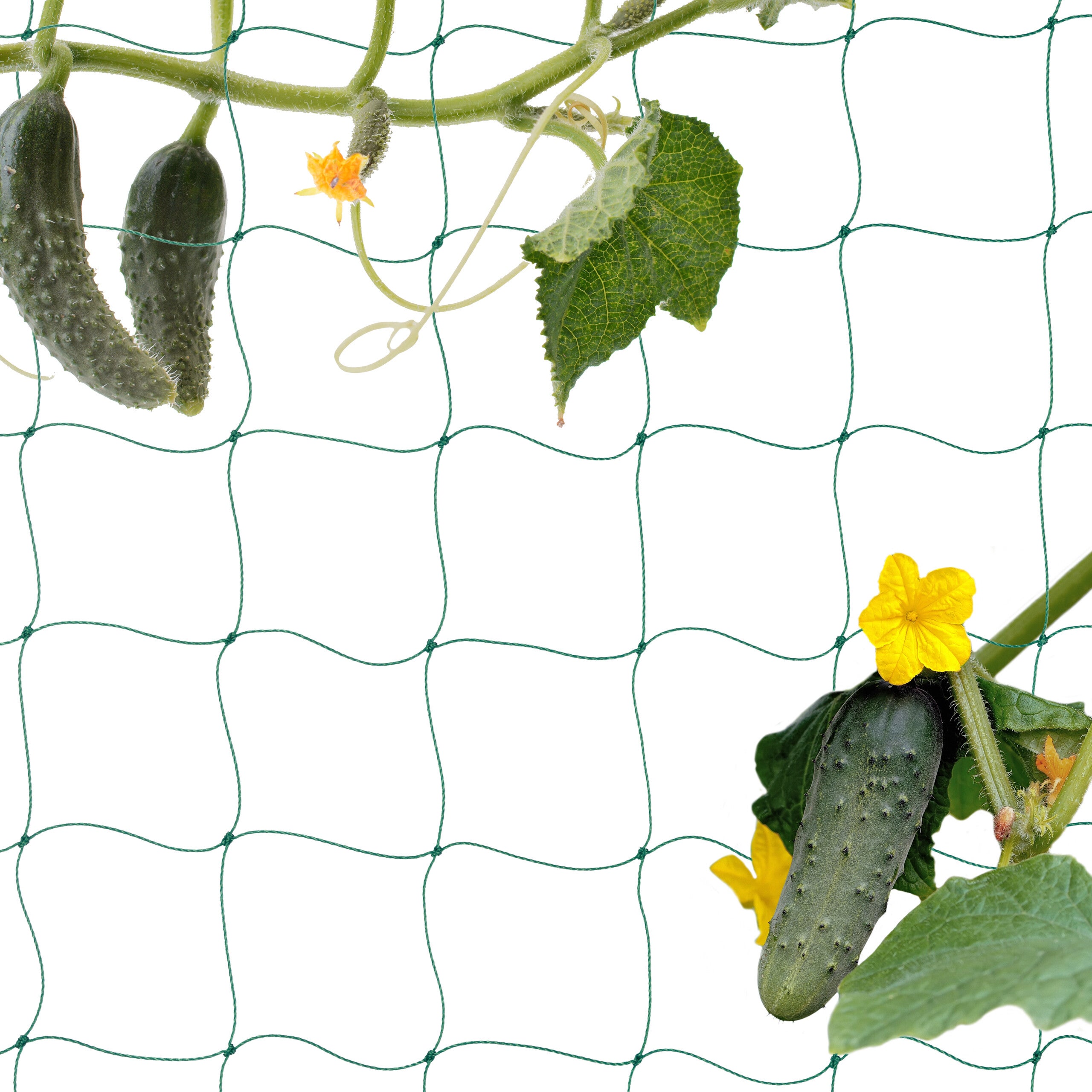 Tuteur pour plantes, filet pour la serre ou le jardin, pour tomates et ...