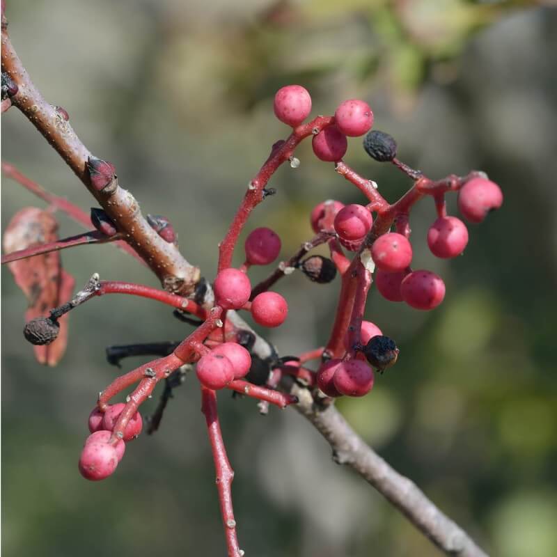 Pistachier Térébinthe (Pistacia Terebinthus) - Godet - Taille 15/30cm ...