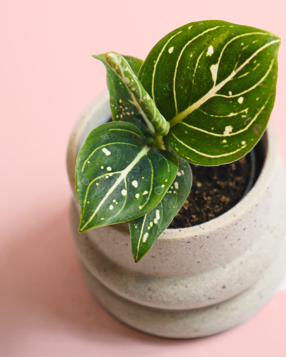 Aglaonema Green Mini | Plantas Naturales Interior | Pur Plant | Leroy ...