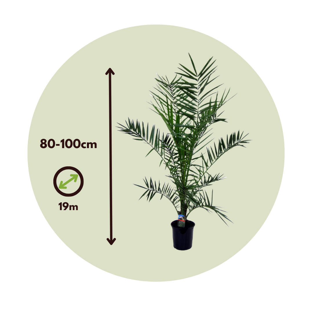 Palmier Dattier nain - Set de 2 - Phoenix canariensis - Hauteur 80 ...