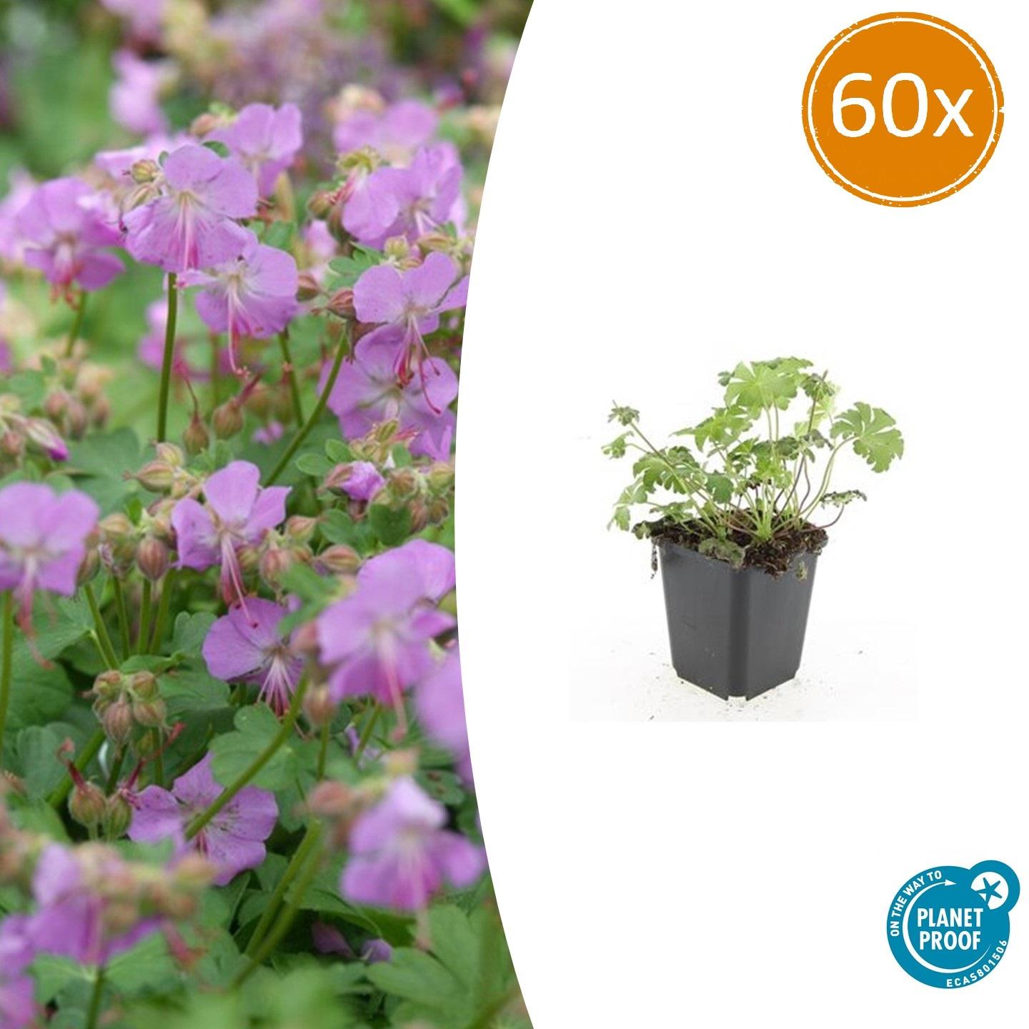 60x Planta Geranium cant. 'Cambridge' flores púrpuras - ↕10-25cm - Ø9cm ...