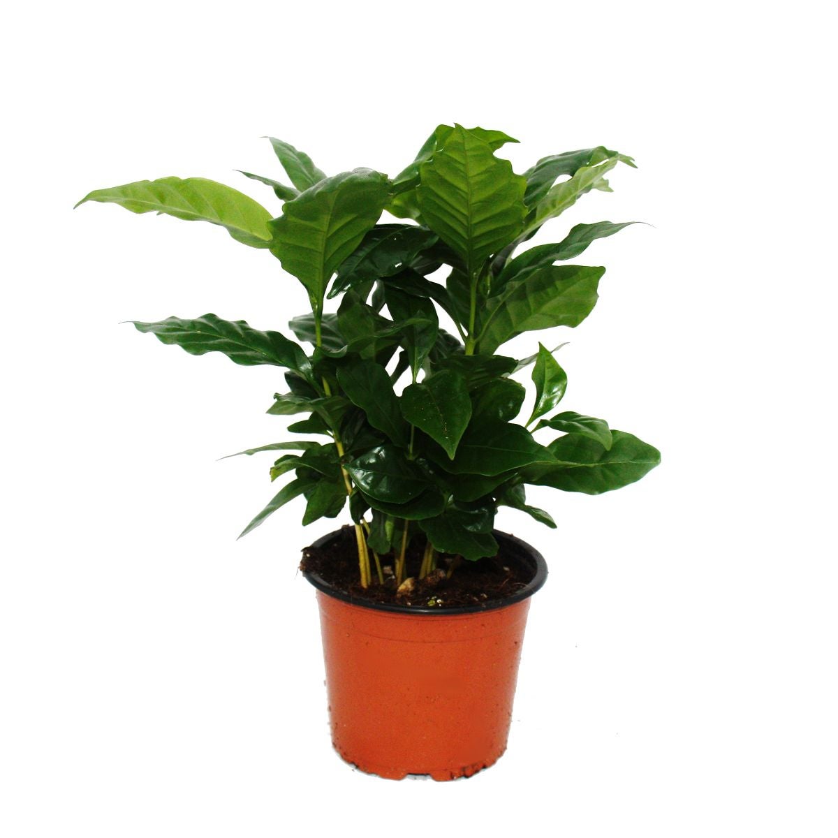 Pianta del caffè (Coffea arabica) 1 pianta - pianta d'appartamento ...