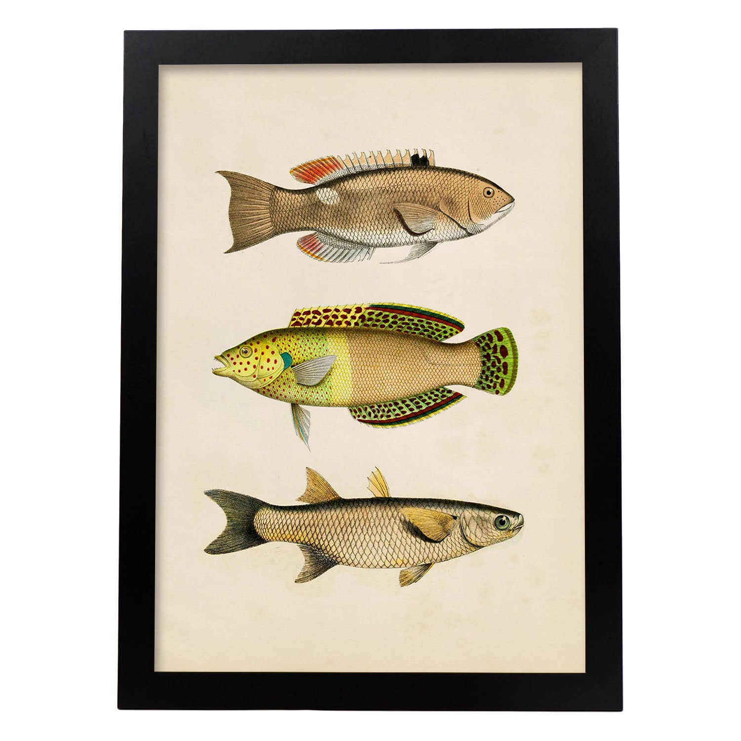 Lámina De Tres Peces Amarillos, Beige, Verde Y Naranja En , Fondo Papel ...