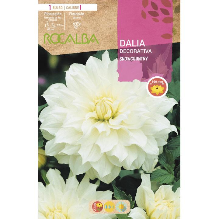 Bulbo Dalia decorativa Blanco puro 1 | Leroy Merlin