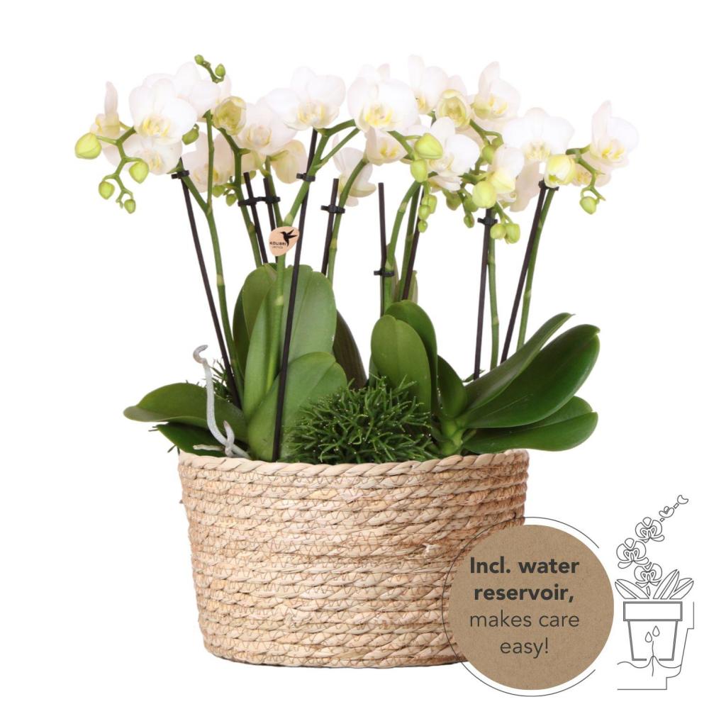 Orchidées Colibri plante blanche dans un panier en roseau avec ...