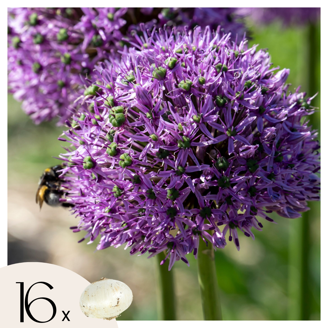 Ail - Set de 16 - Allium 'Gladiator' - Bulbes à fleurs - Violet | Leroy ...