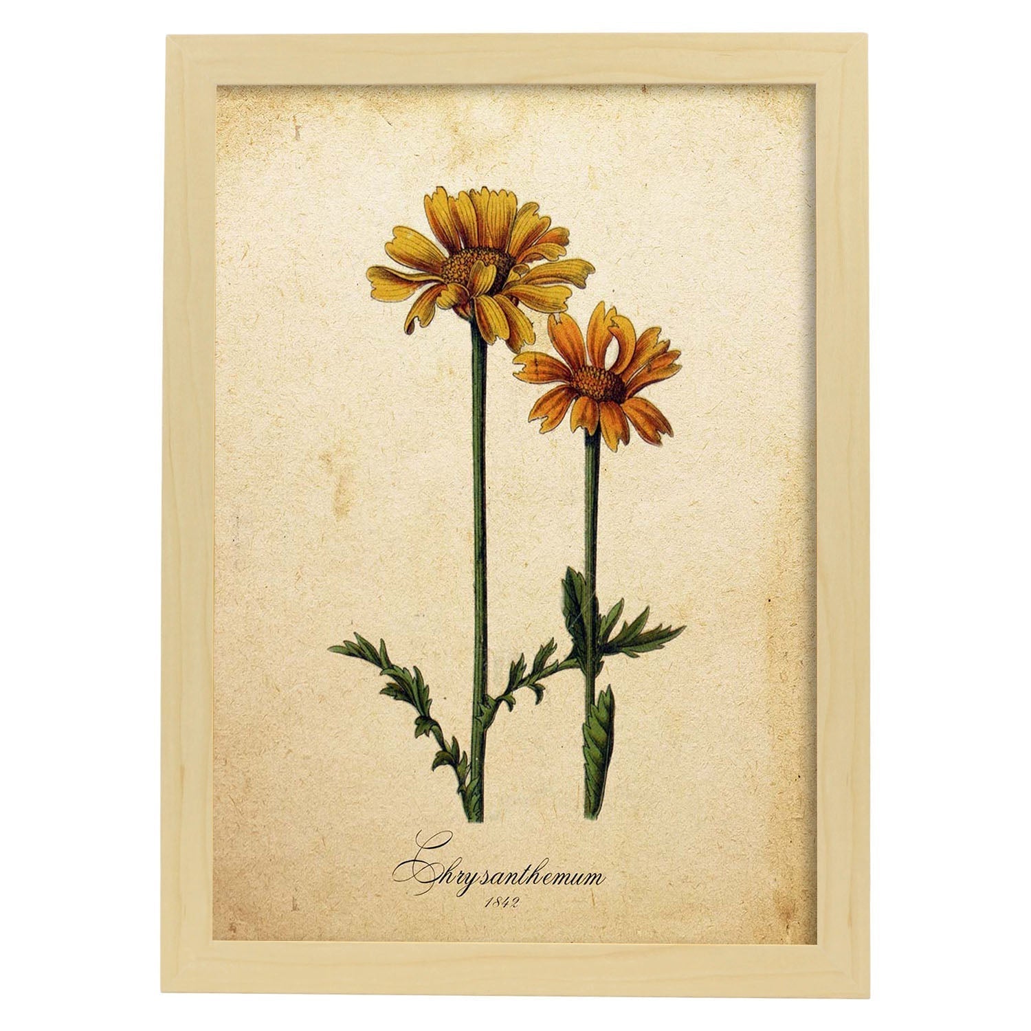 Affiche De Fleurs Vintage. Chrysanthemum Lame Avec Design Vintage ...
