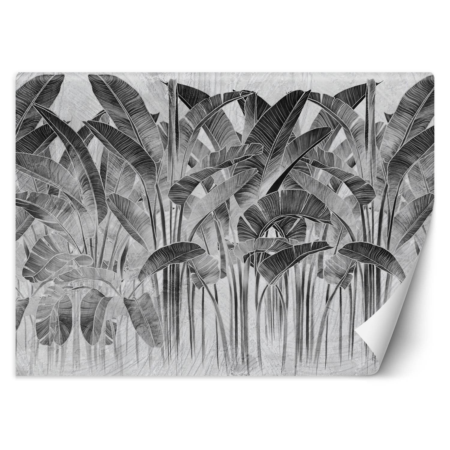 Papier peint mural, Feuilles de bananier noir et blanc - 350x245 ...