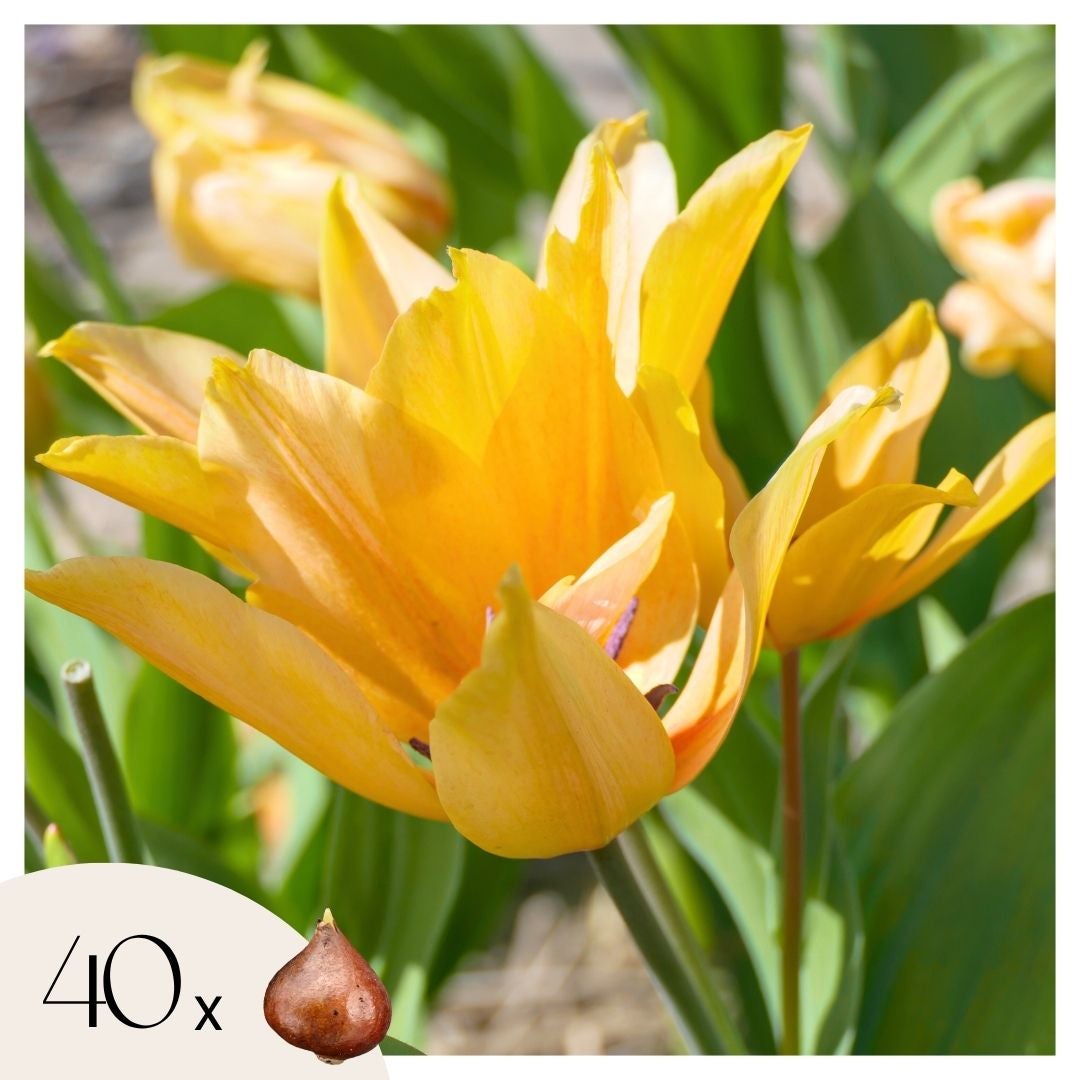 Tulipe - Set de 40 - Tulipa 'Prastants Shogun' - Bulbes à fleurs ...