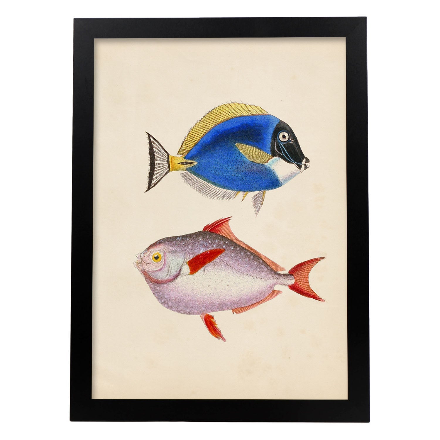 Lámina De Dos Peces Azul, Amarillo Y Morado Y Rojo En , Fondo Papel ...