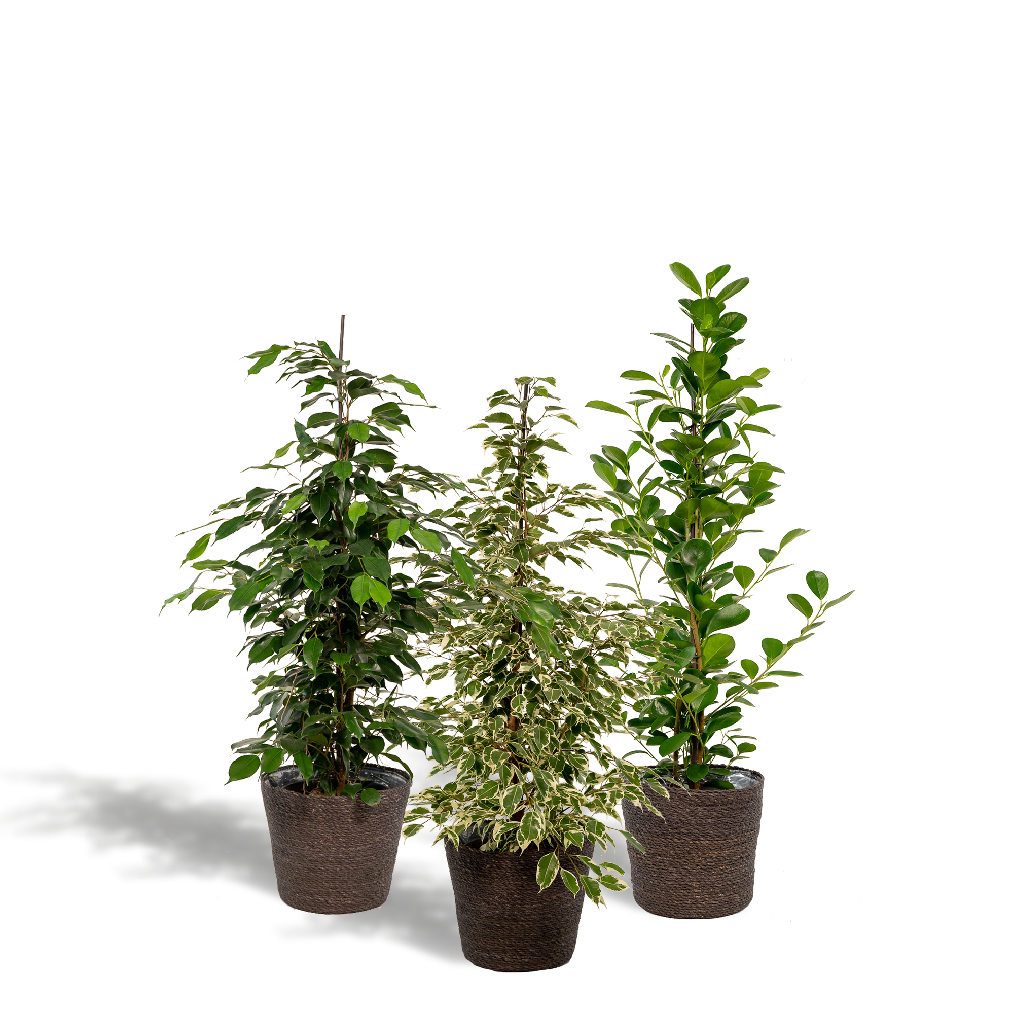 Ficus Benjamina Danielle + Ficus Benjamina Twilight + Ficus Microcarpa ...