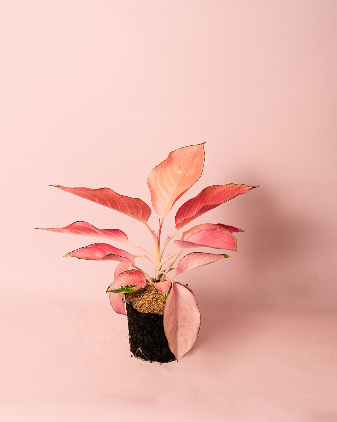 Aglaonema Flamingo | Plantas Naturales | Pur Plant | Leroy Merlin