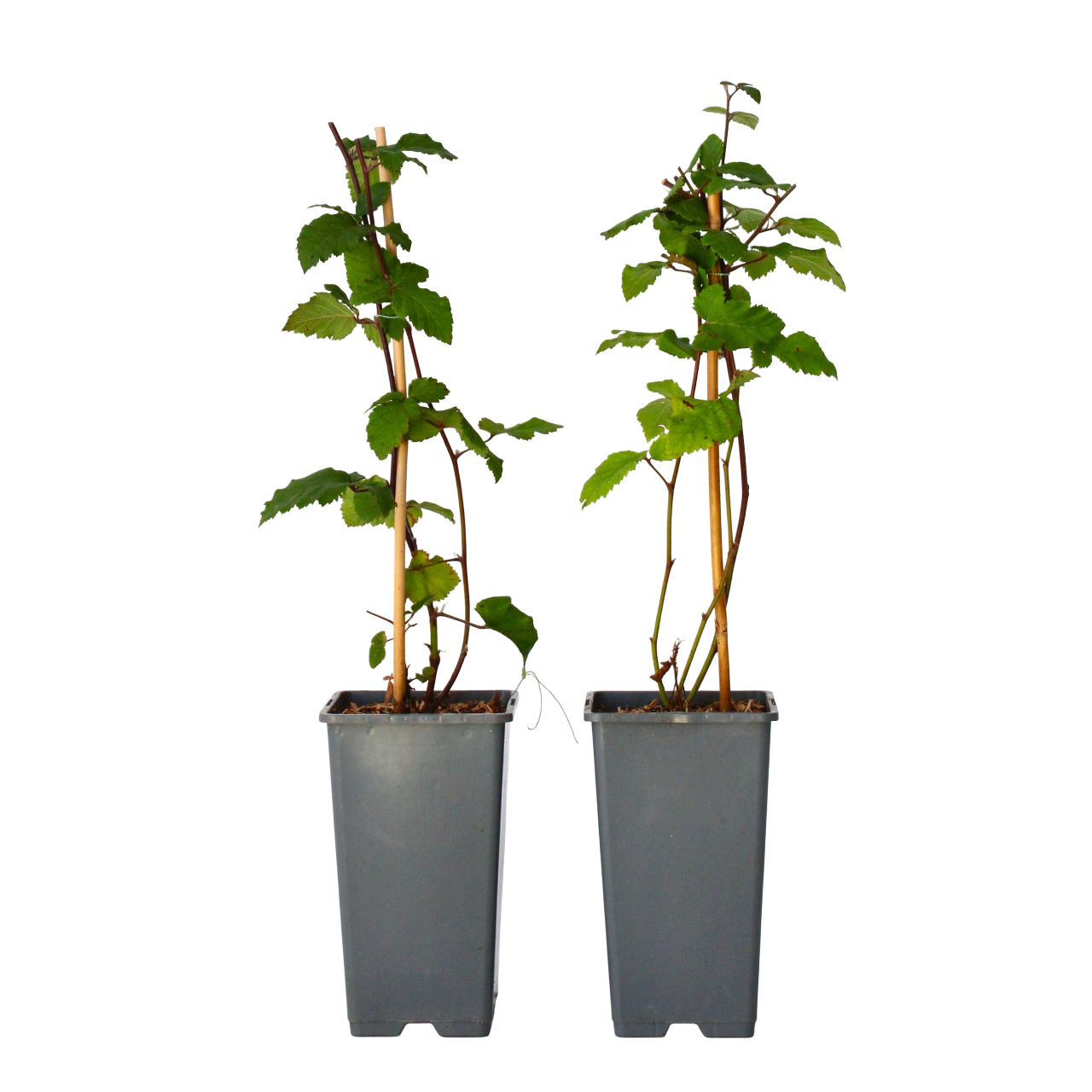 Pianta di mora - 2 Pezzi - Rubus fruticosus 'Thornfree' - a50-60cm ...