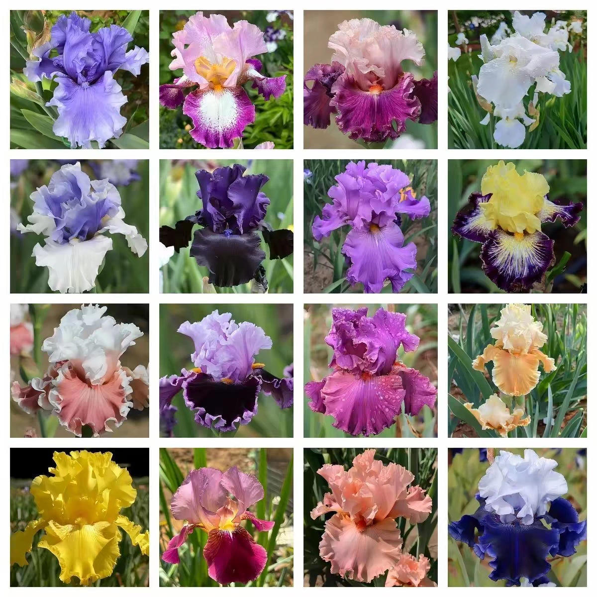 100 graines rares d'iris anciens aux couleurs mélangées — Une floraison ...