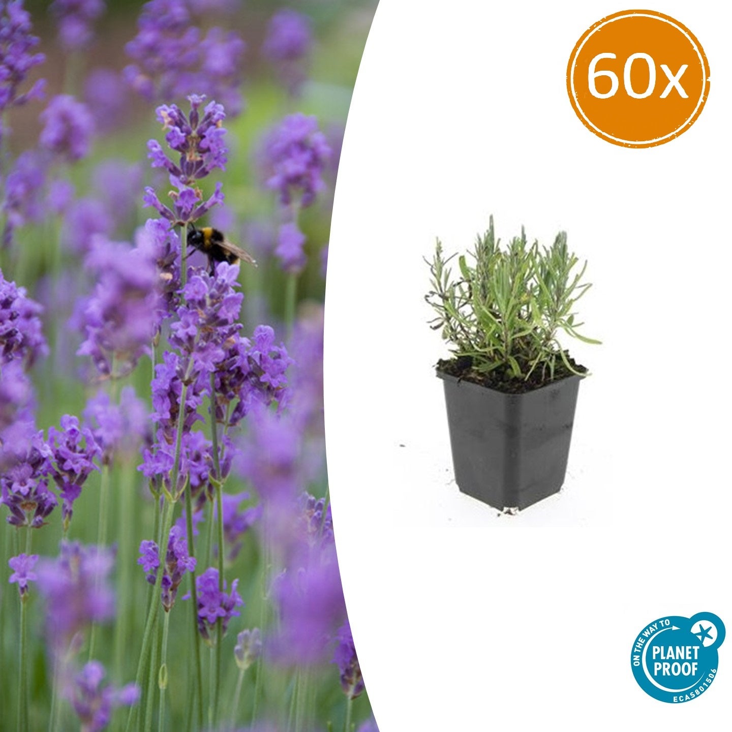 60x Planta Lavandula ang. 'Munstead' - ↕10-25cm (altura) - Ø9cm ...