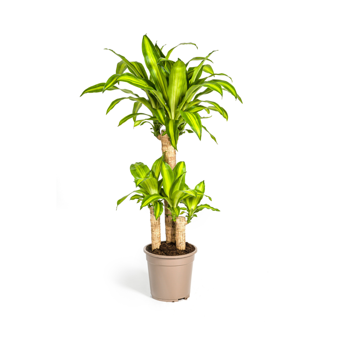 Dracaena Fragrans Massangeana Ø21 cm altura 90-110 cm– ComfortXL Green ...