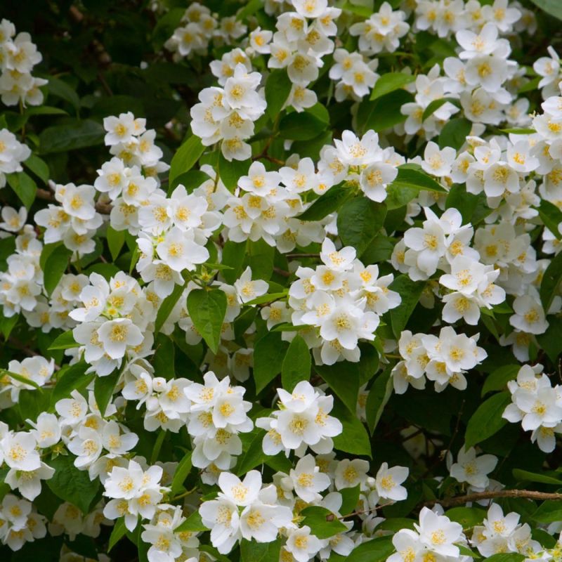 Seringat commun (Philadelphus coronarius) - Godet - Taille 10cm ...