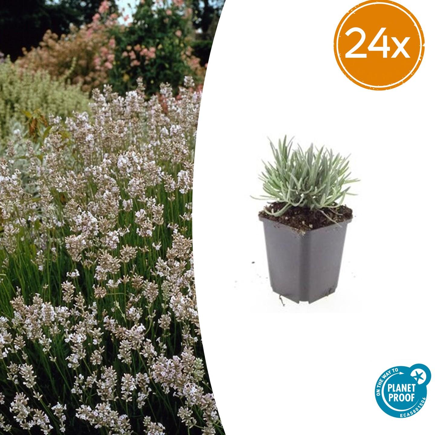 24x Lavanda Lavandula intermedia 'Edelweiss' | Maceta Ø9 cm | Altura 10 ...