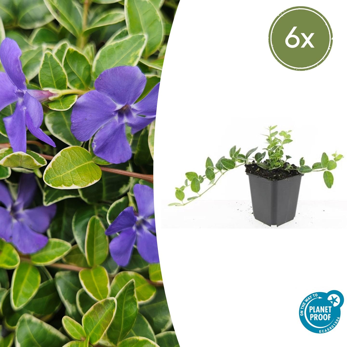6x Vinca minor 'Ralph Shugert' – Couvre‑sol persistant à fleurs lavande ...