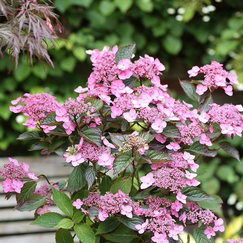 Hortensia 'Koreana' Pot de 6L/7L | Leroy Merlin