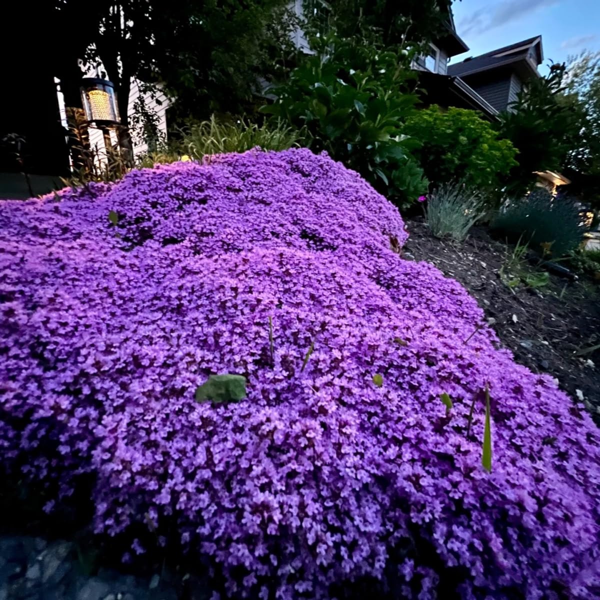OBOSOE 10 000 graines de thym - Graines à fleurs, plantes couvre-sol ...